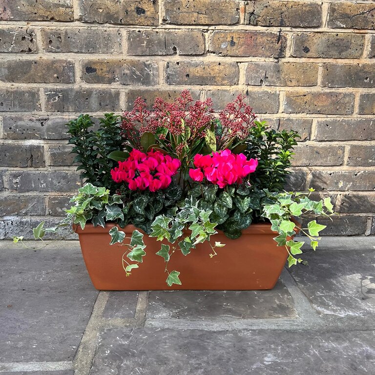 Festive Winter Planters - Olive, Bay, Cyclamen & More - The Boma Garden ...