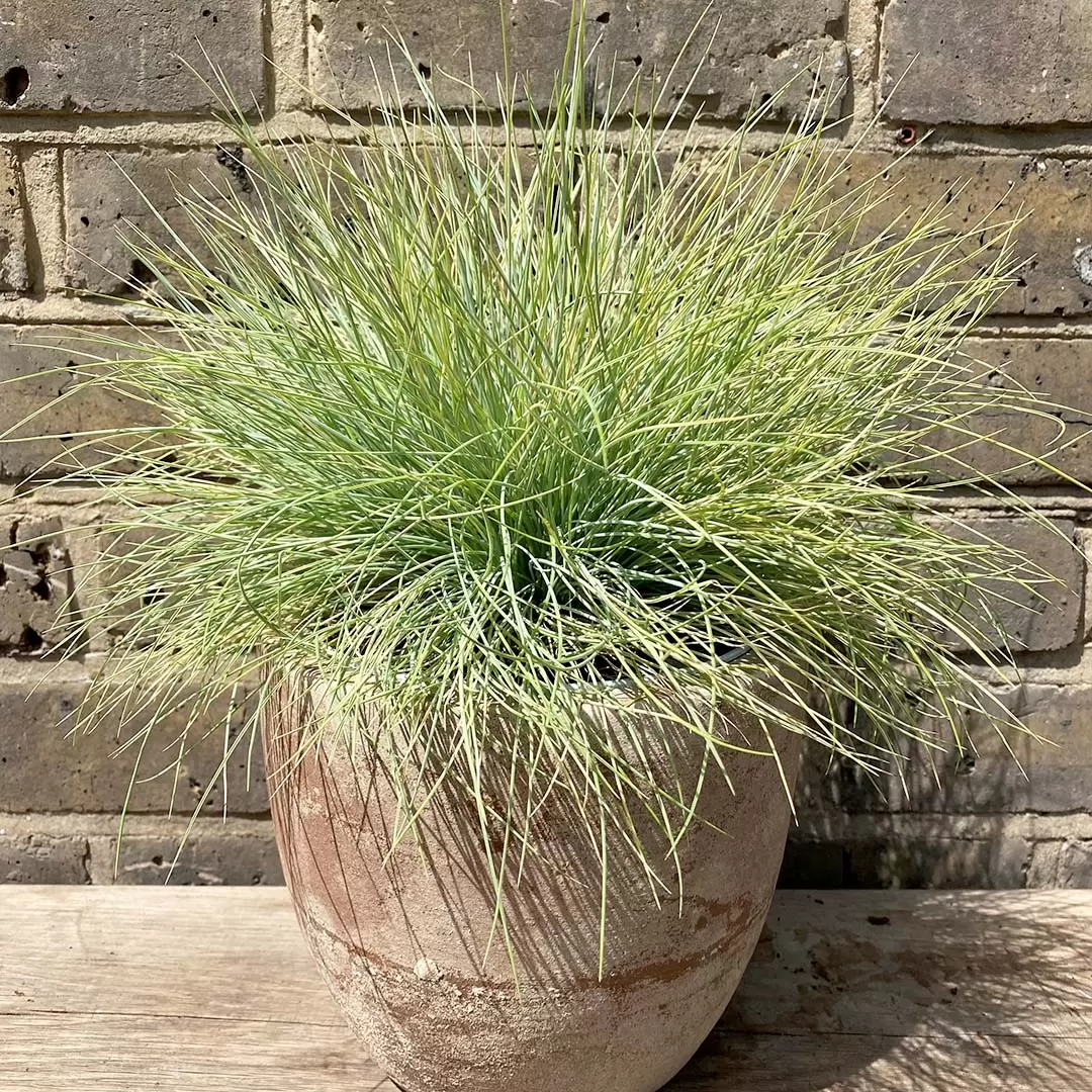 Festuca glauca 'AmiGold' (Pot Size 2L) Ornamental Outdoor Grass - The ...