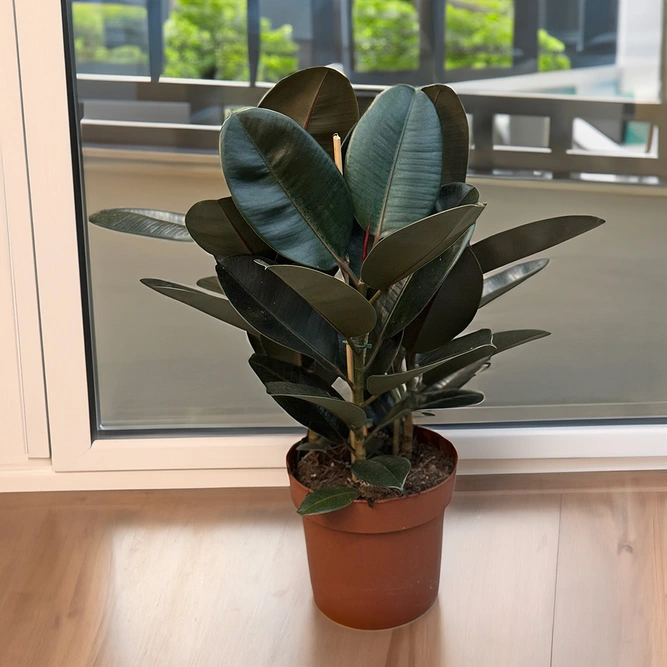 Ficus elastica 'Abidjan' (Pot Size 24cm) Rubber plant - The Boma Garden ...