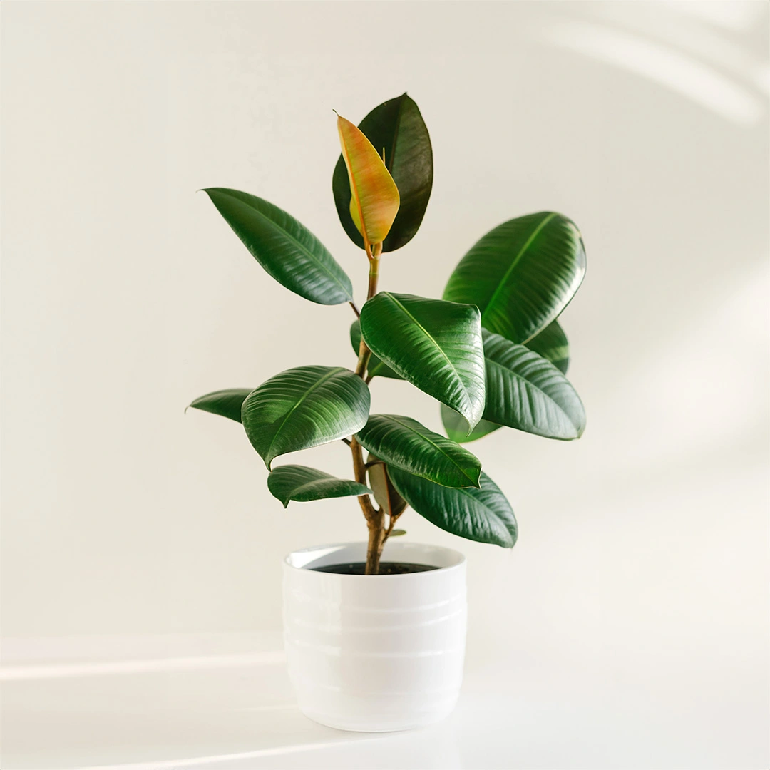 Ficus elastica 'Abidjan' (Pot Size 27cm) Rubber plant - The Boma Garden ...