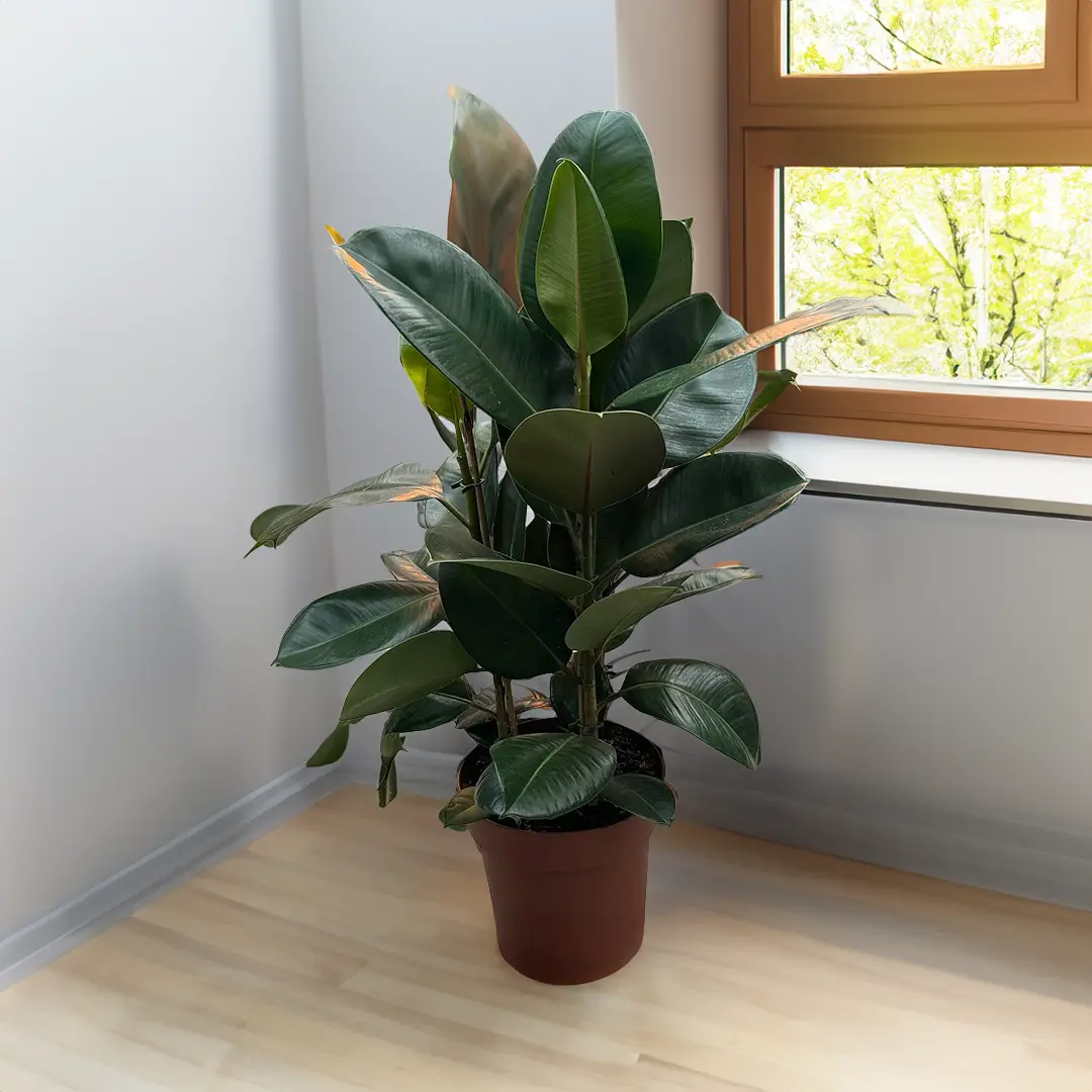 Ficus elastica 'Robusta' (Pot Size 24cm) Rubber plant - The Boma Garden ...
