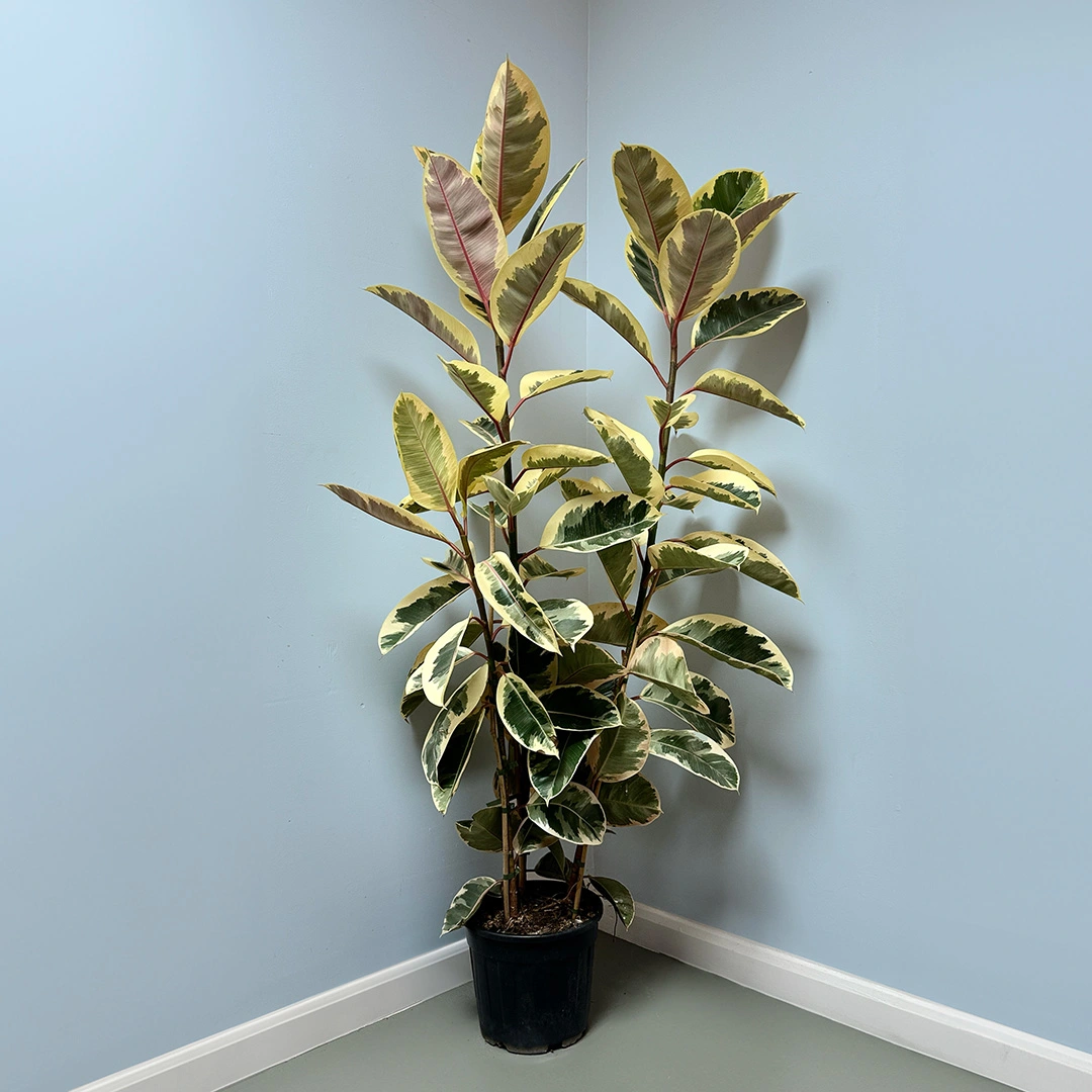 Ficus elastica 'Tineke' (Pot Size 28cm) Rubber plant - The Boma Garden ...
