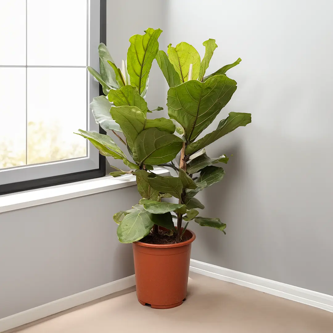 Ficus lyrata (Pot Size 24cm) Fiddle Leaf Fig - The Boma Garden Centre