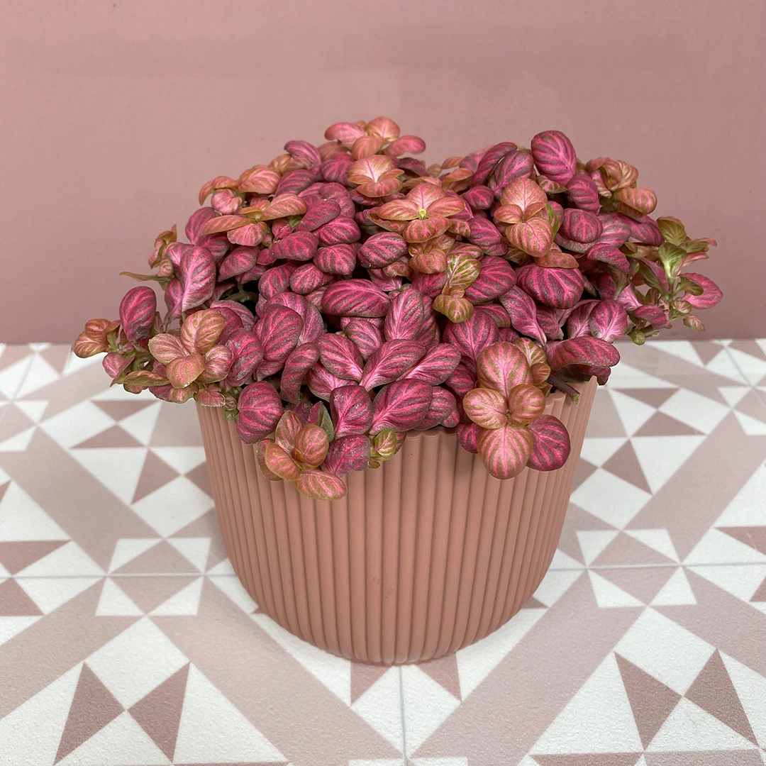 Fittonia 'Pink Special' (Pot Size 12cm) Nerve plant - The Boma Garden ...