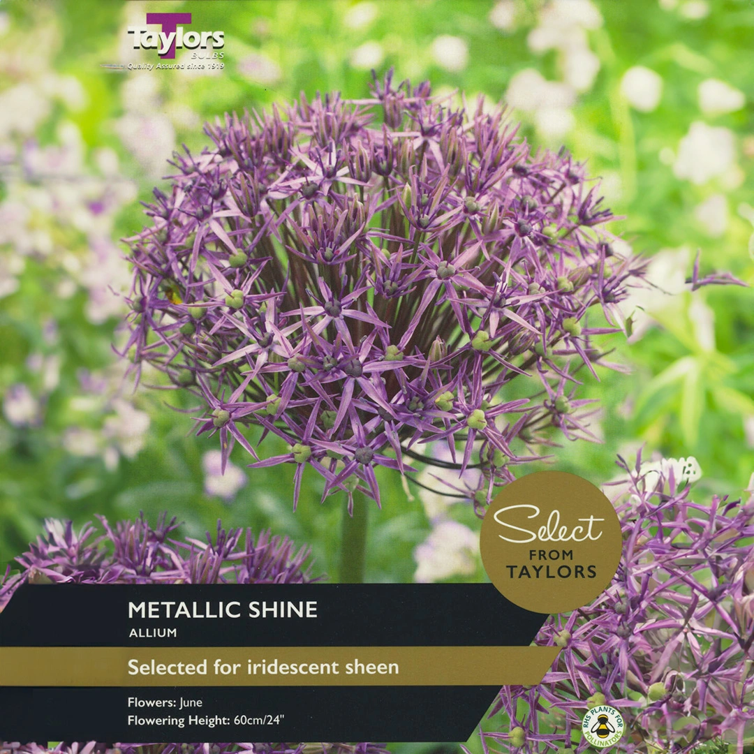 Flower Bulbs - Allium 'Metallic Shine' (7 Bulbs) - The Boma Garden Centre