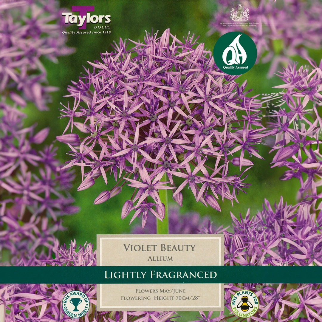 Flower Bulbs - Allium 'Violet Beauty' (6 Bulbs) - The Boma Garden Centre