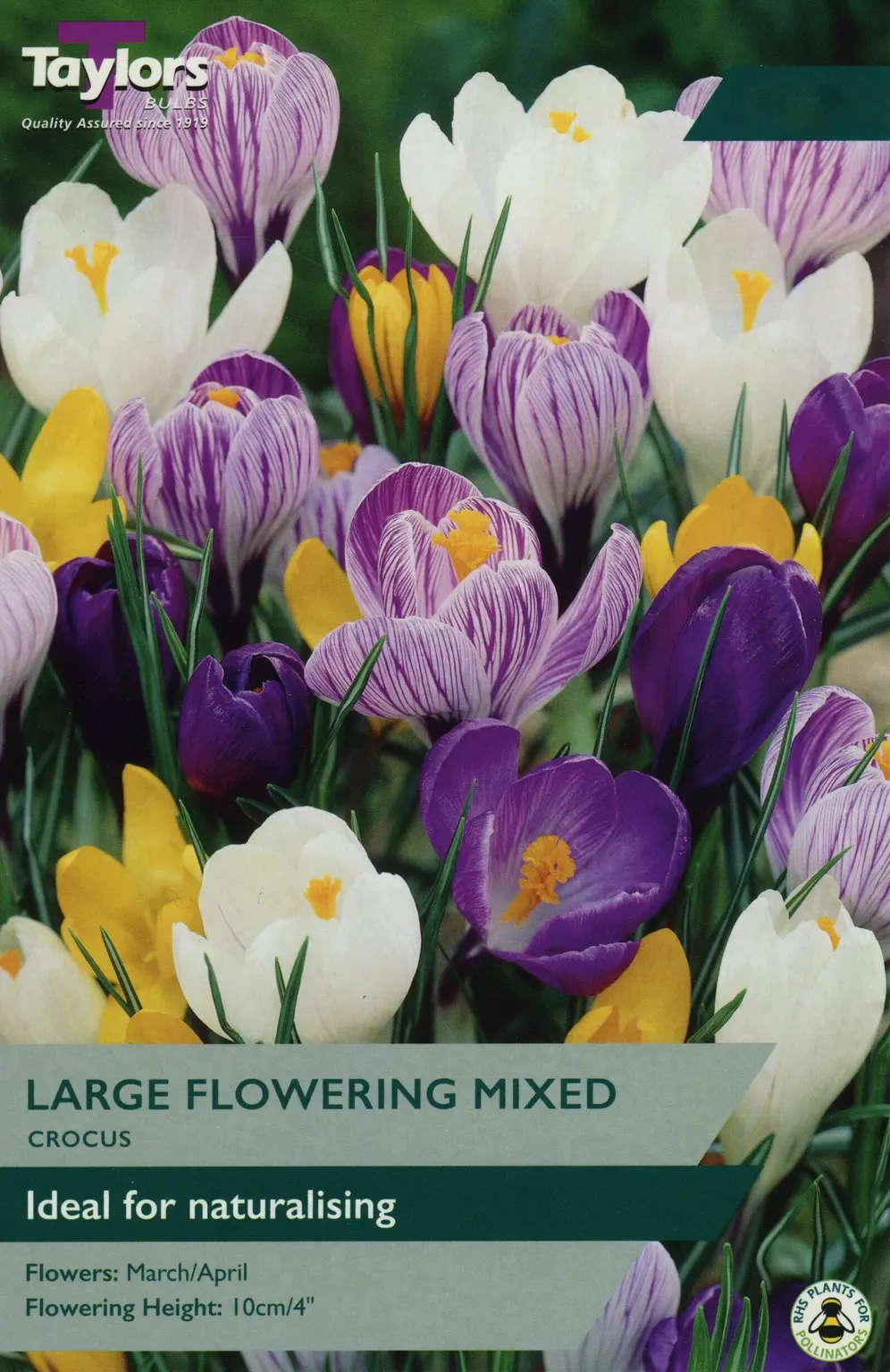 Flower Bulbs - Crocus 'Mix' (10 Bulbs) - The Boma Garden Centre