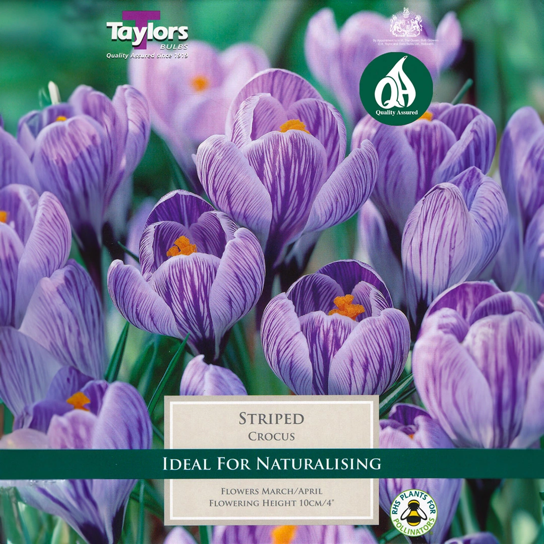Flower Bulbs - Crocus 'Striped' (10 Bulbs) - The Boma Garden Centre