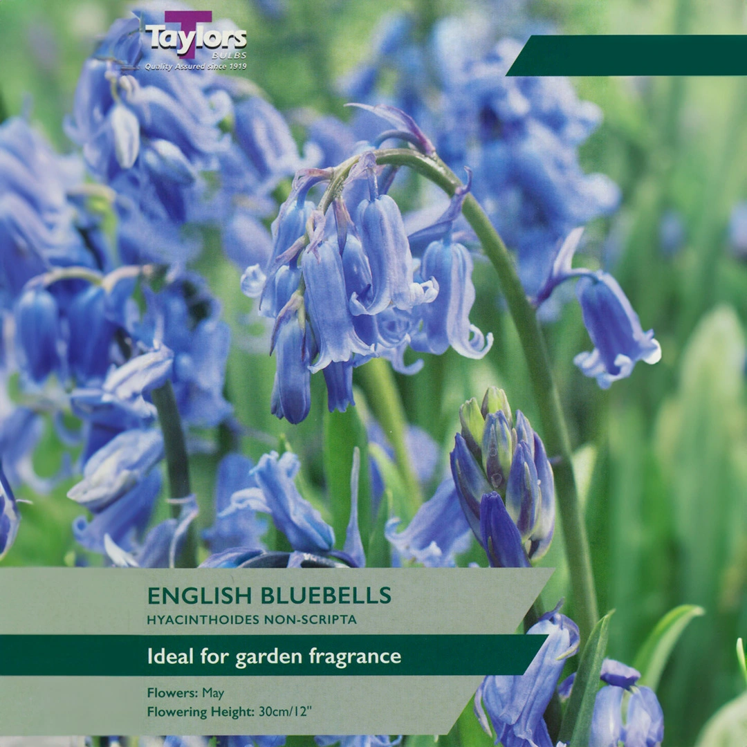 Flower Bulbs - English Grown Bluebells (5 Bulbs) Hyacinthoides Non ...