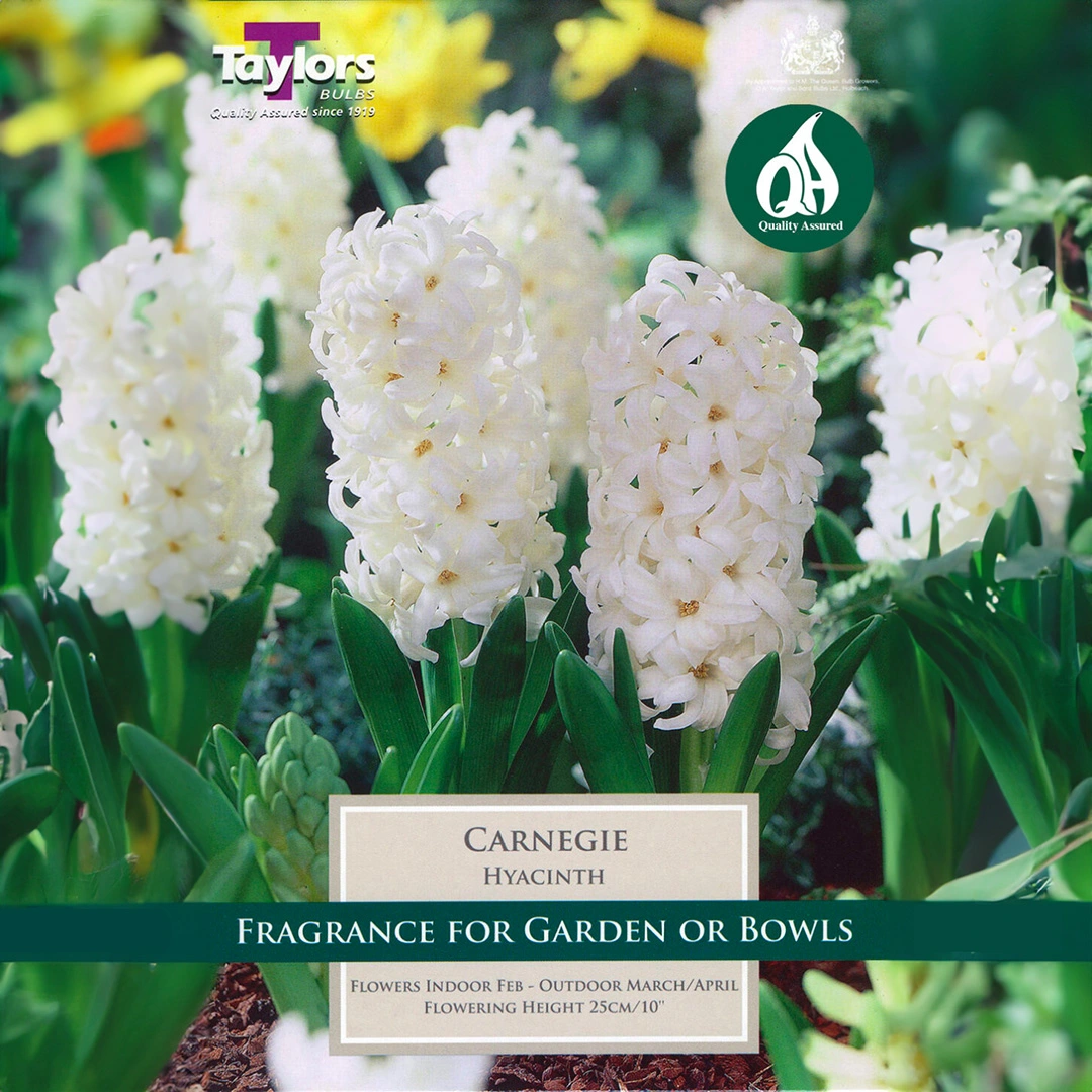 Flower Bulbs - Hyacinth 'Carnegie' (5 Bulbs) - The Boma Garden Centre