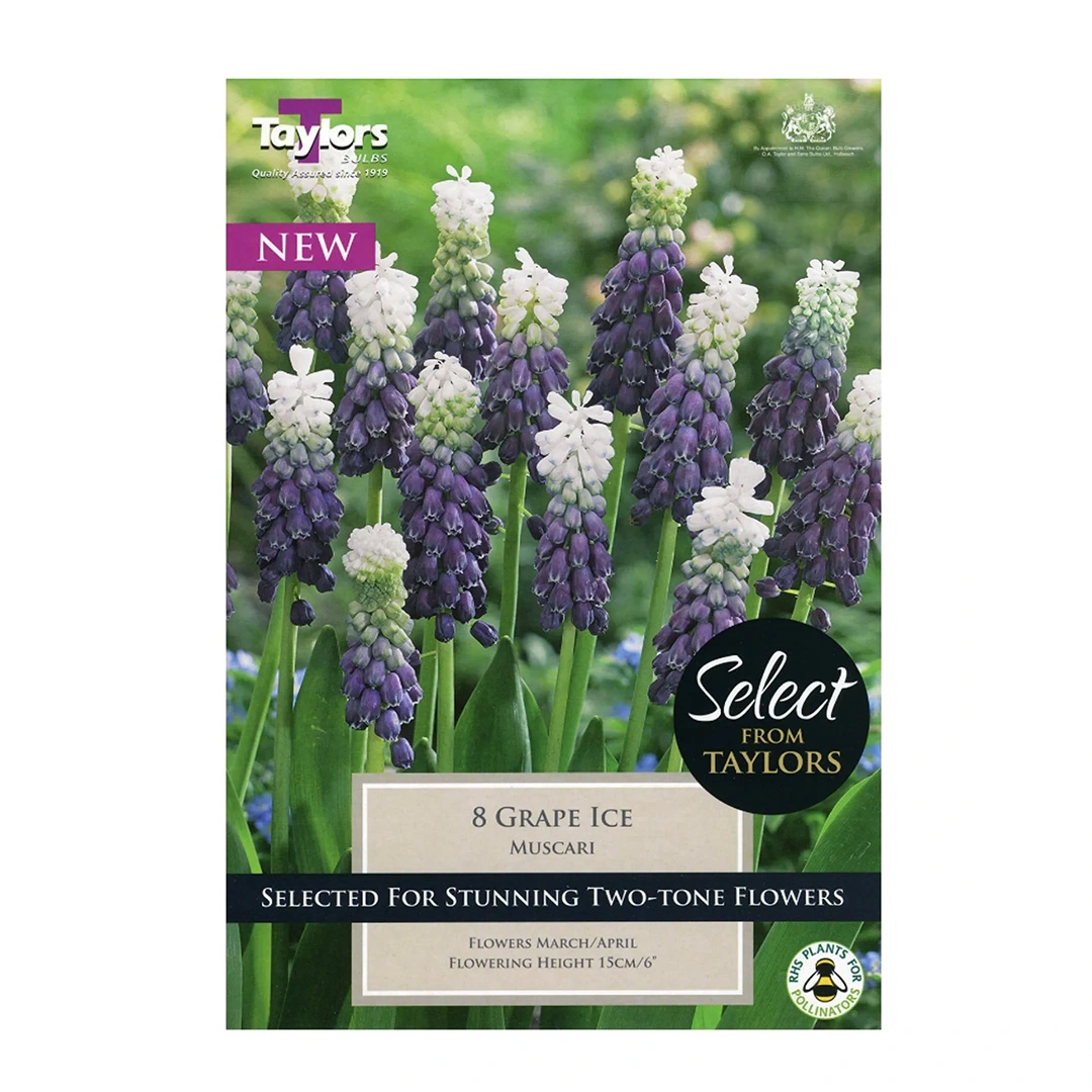 Flower Bulbs - Muscari 'Grape Ice' (10 Bulbs) - The Boma Garden Centre
