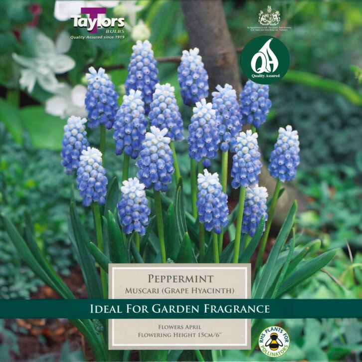 Flower Bulbs - Muscari Peppermint (12 Bulbs) - The Boma Garden Centre