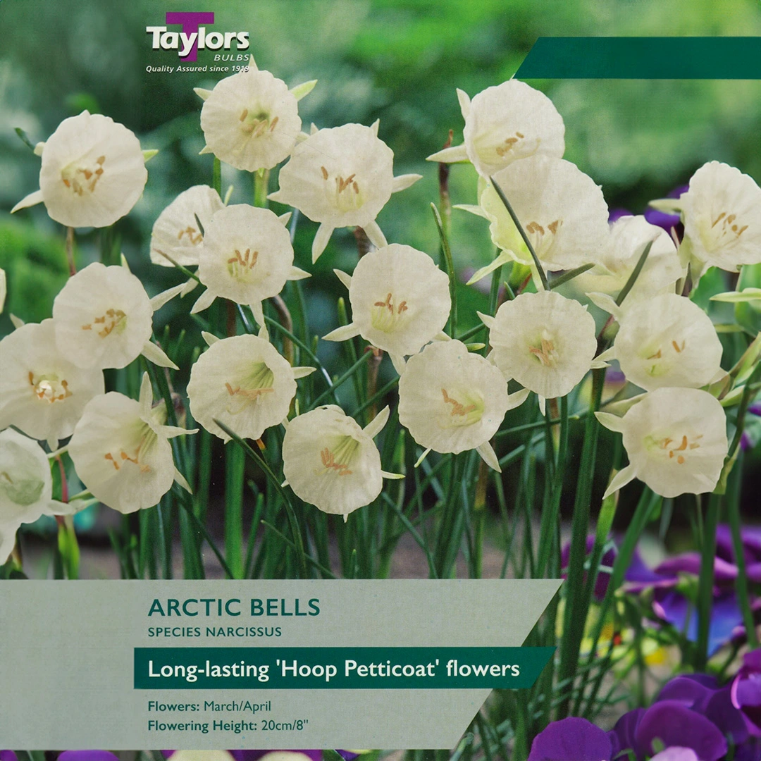 Flower Bulbs - Narcissus 'Arctic Bells' (7 Bulbs) - The Boma Garden Centre