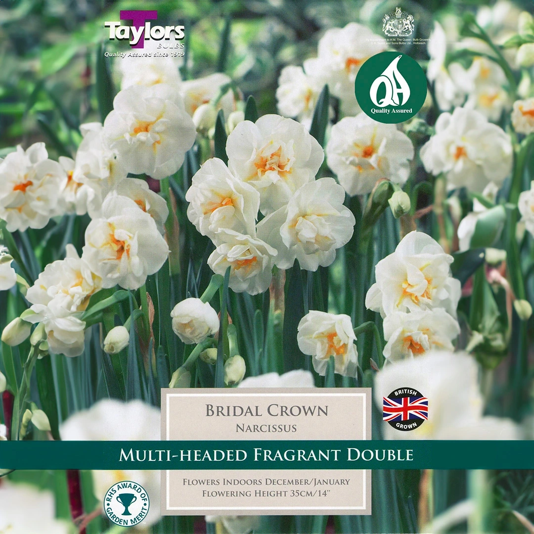 Flower Bulbs - Narcissus 'Bridal Crown' (7 Bulbs) - The Boma Garden Centre