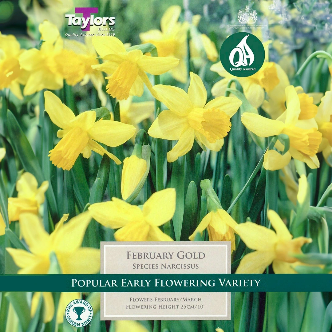 Flower Bulbs - Narcissus 'February Gold' (7 Bulbs) - The Boma Garden Centre