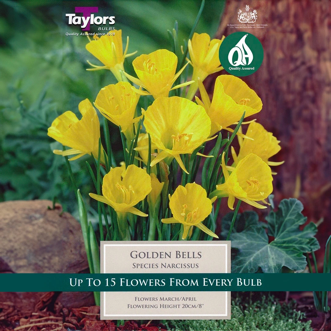 Flower Bulbs - Narcissus 'Golden Bells' (7 Bulbs) - The Boma Garden Centre