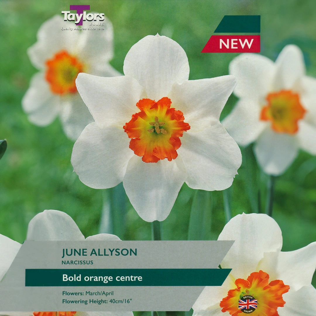 Flower Bulbs - Narcissus 'June Allyson' (8 Bulbs) - The Boma Garden Centre