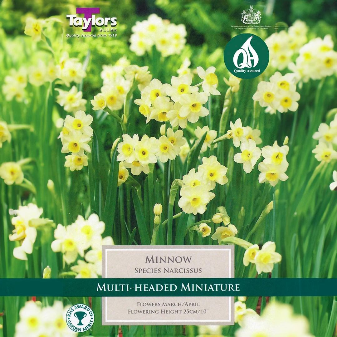 Flower Bulbs - Narcissus 'Minnow' (10 Bulbs) - The Boma Garden Centre