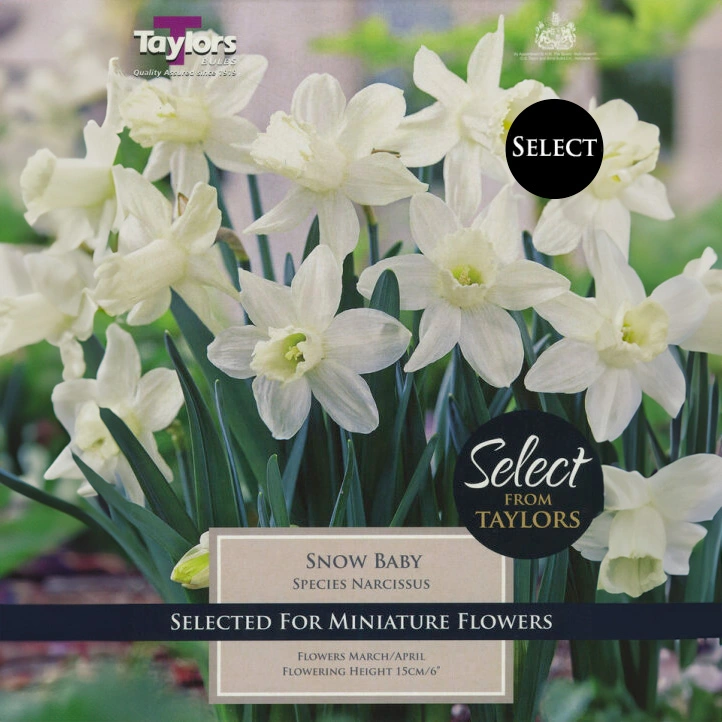 Flower Bulbs - Narcissus 'Snow Baby' (9 Bulbs) - The Boma Garden Centre