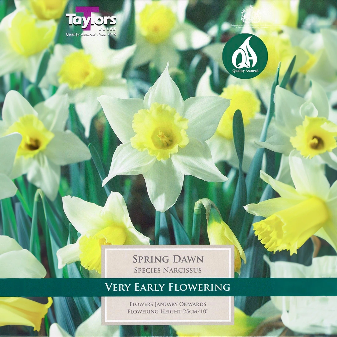 Flower Bulbs - Narcissus 'Spring Dawn' (5 Bulbs) - The Boma Garden Centre