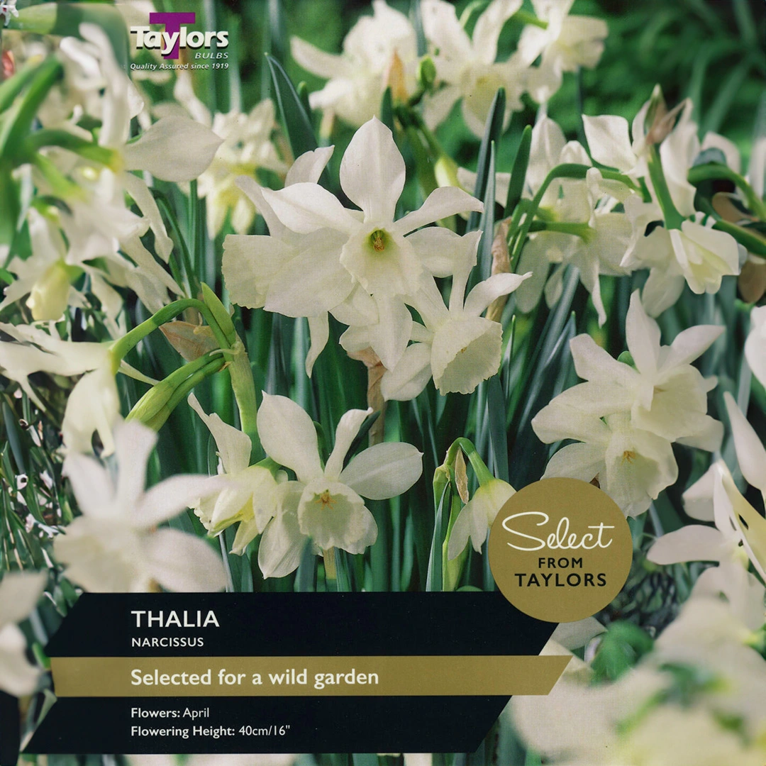 Flower Bulbs - Narcissus 'Thalia' (7 Bulbs) - The Boma Garden Centre