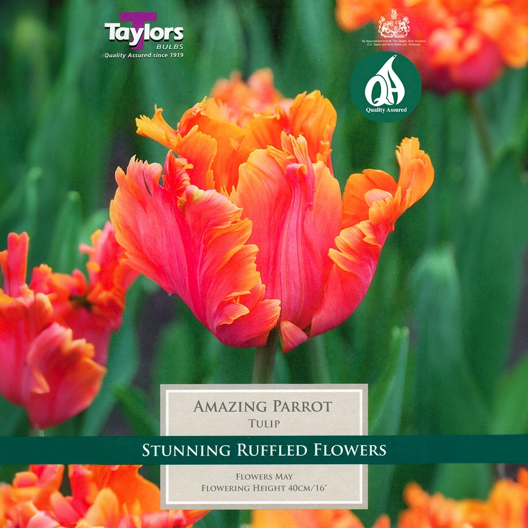 Flower Bulbs - Tulip 'Amazing Parrot' (5 Bulbs) - The Boma Garden Centre
