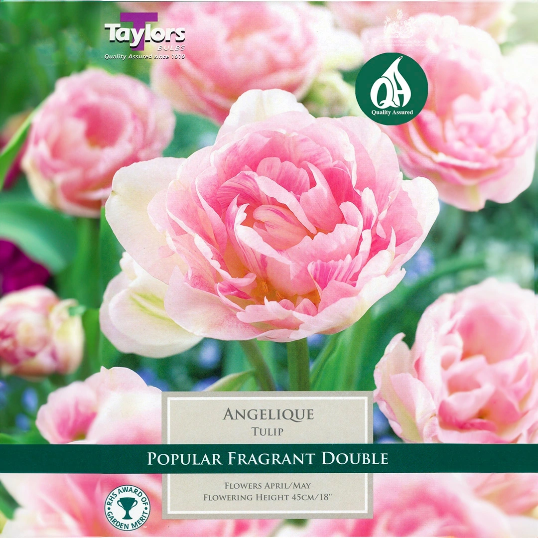 Flower Bulbs - Tulip 'Angelique' (5 Bulbs) - The Boma Garden Centre