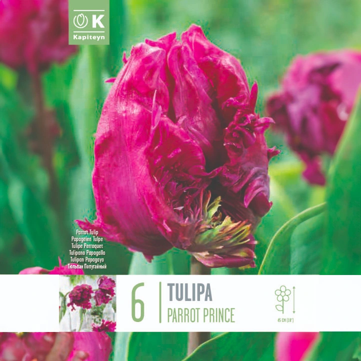 Flower Bulbs - Tulip 'Parrot Prince' (6 Bulbs) - The Boma Garden Centre