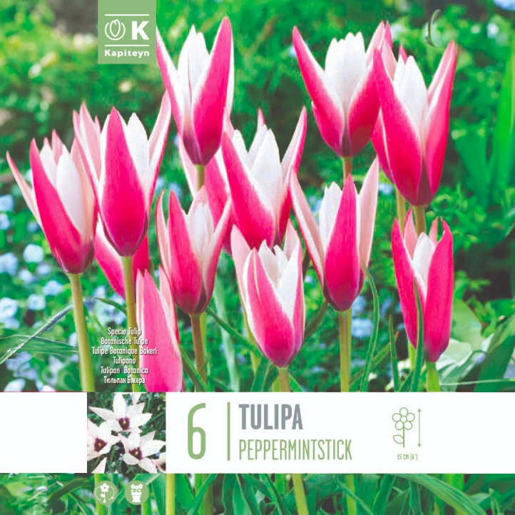 Flower Bulbs - Tulip 'Peppermint Stick' (6 Bulbs) - The Boma Garden Centre