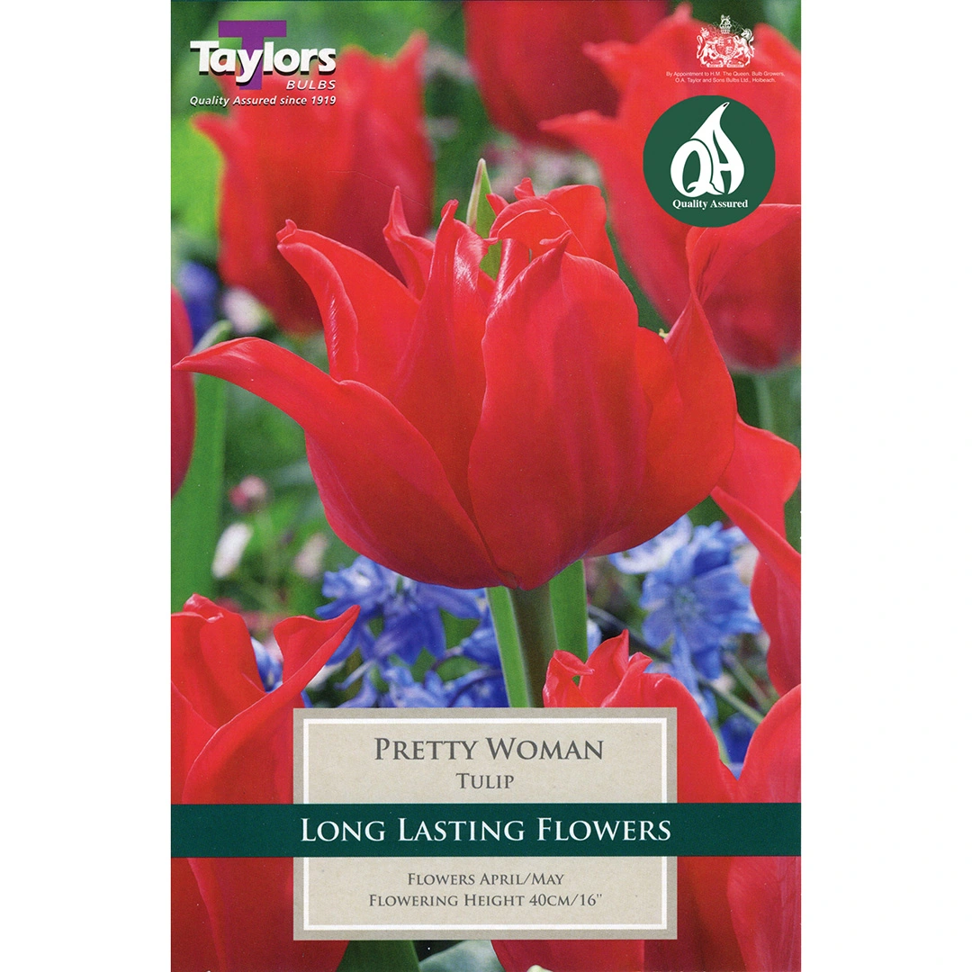 Flower Bulbs Tulip 'Pretty Woman' (7 Bulbs) - The Boma Garden Centre
