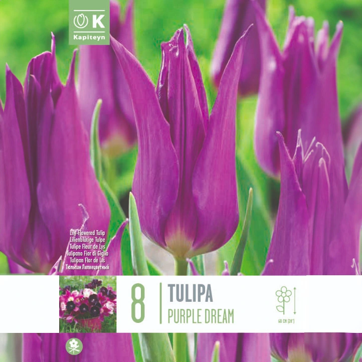 Flower Bulbs - Tulip 'Purple Dream' (8 Bulbs) - The Boma Garden Centre