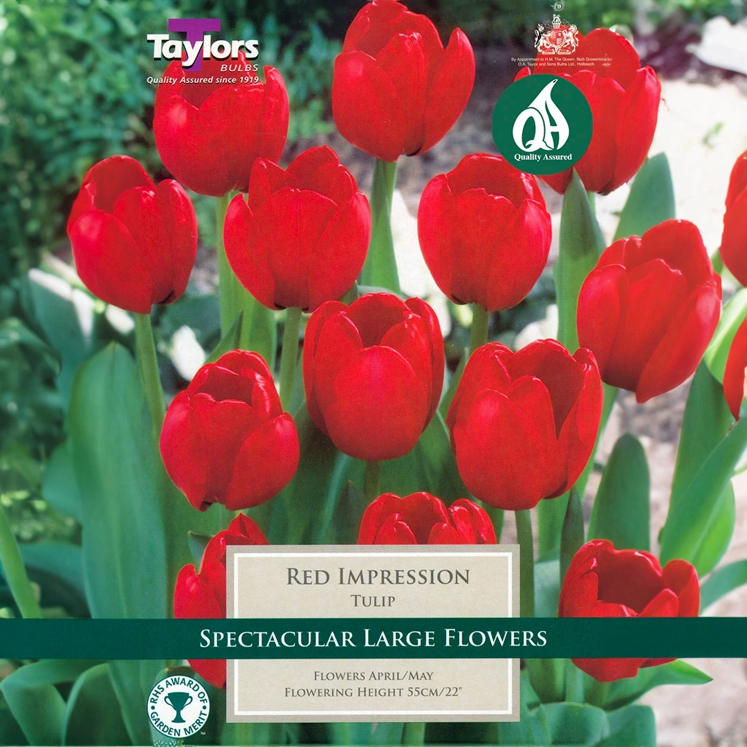 Flower Bulbs - Tulip 'Red Impression' (7 Bulbs) - The Boma Garden Centre