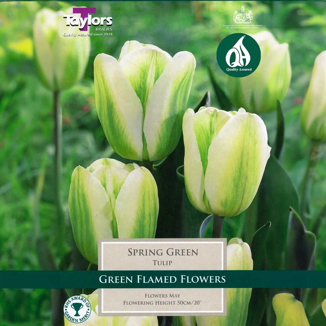 Flower Bulbs - Tulip 'Spring Green' (8 Bulbs) - The Boma Garden Centre