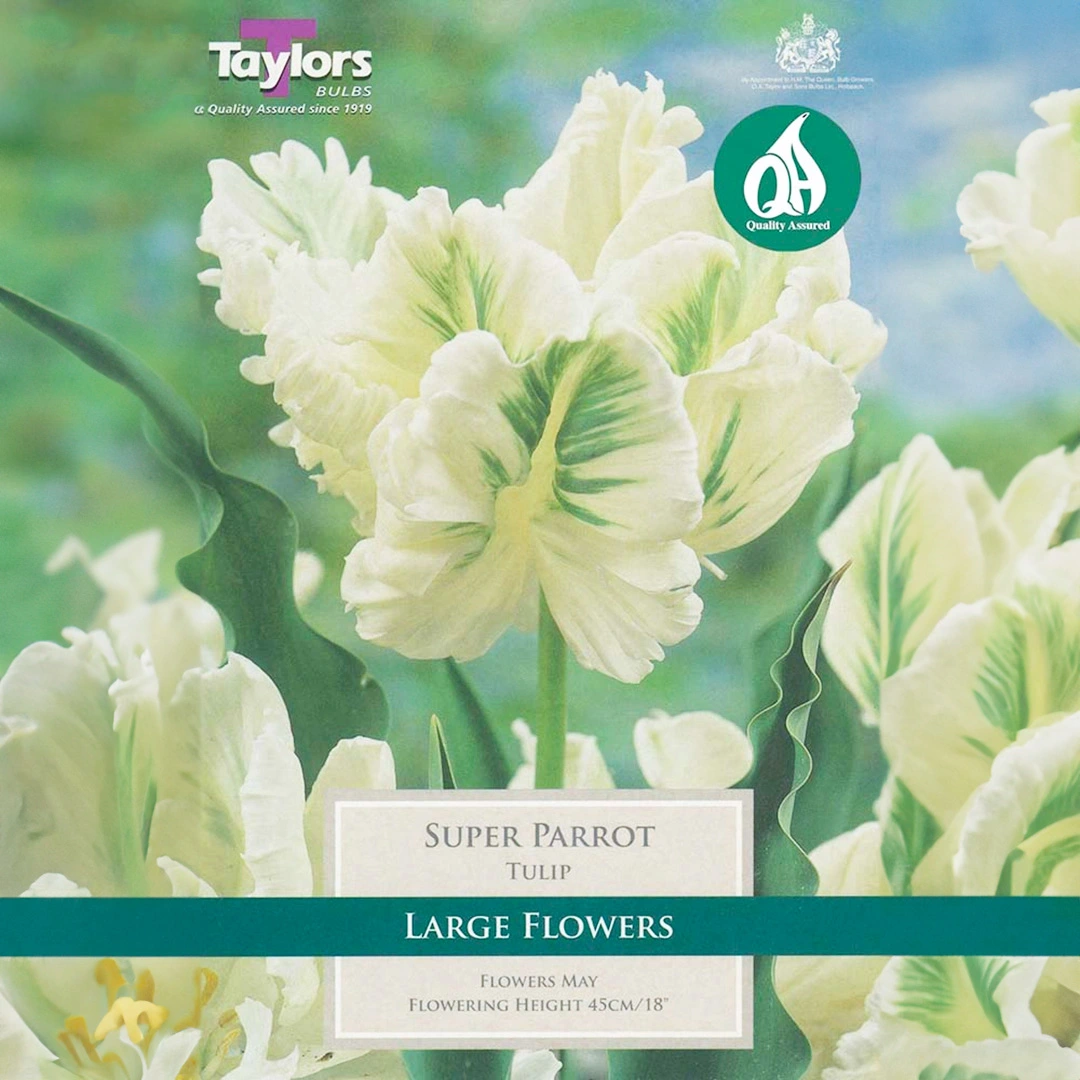 Flower Bulbs - Tulip 'Super Parrot' (6 Bulbs) - The Boma Garden Centre