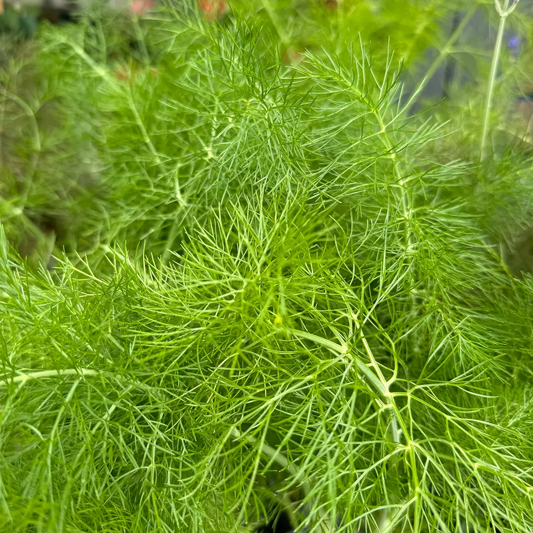 Foeniculum vulgare ‘Purpureum’ (Pot Size 1L) Green Fennel - The Boma ...