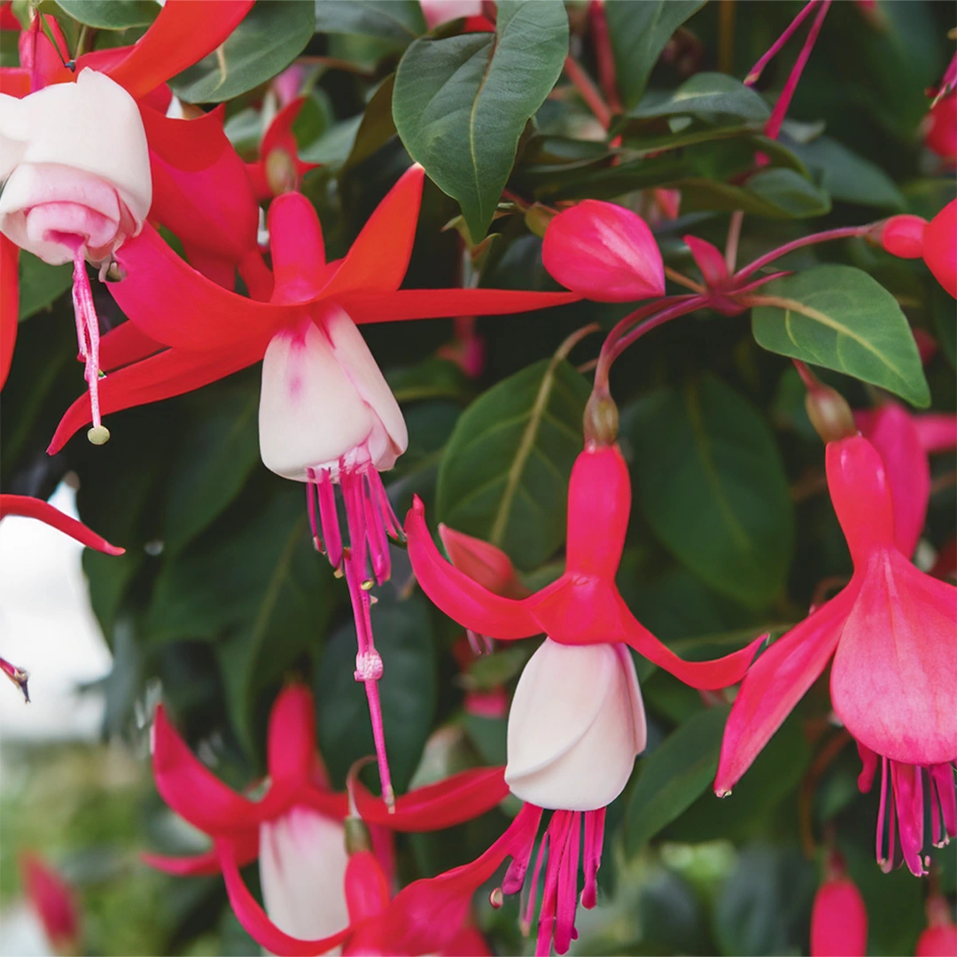 Fuchsia 'Bella Evita' (Pot Size 17cm) - The Boma Garden Centre