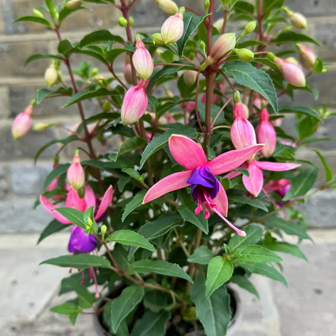 Fuchsia 'Bella Mariska' (Pot Size 1L) Hardy Fuchsia - The Boma Garden ...