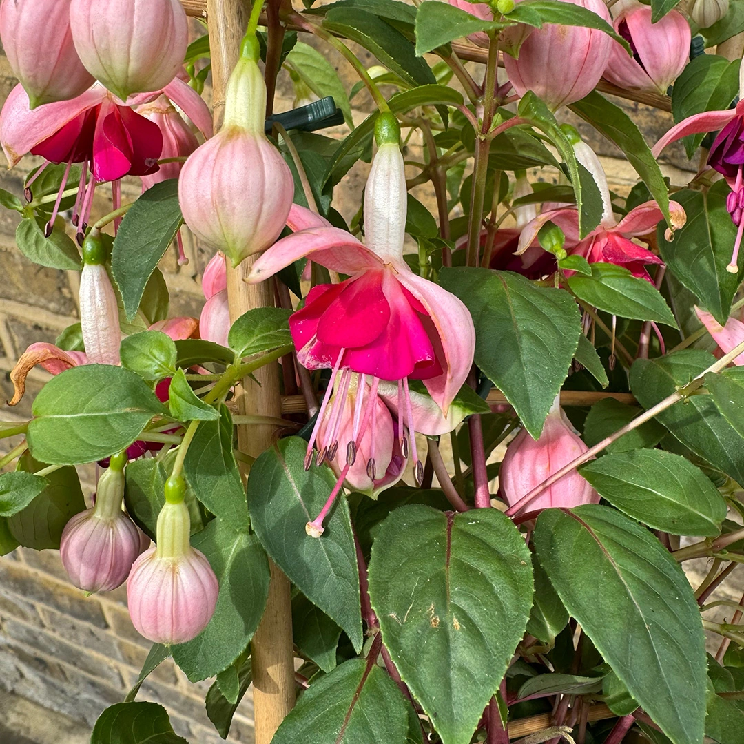 Fuchsia 'Bella Trellis' (Pot Size 23cm) - The Boma Garden Centre
