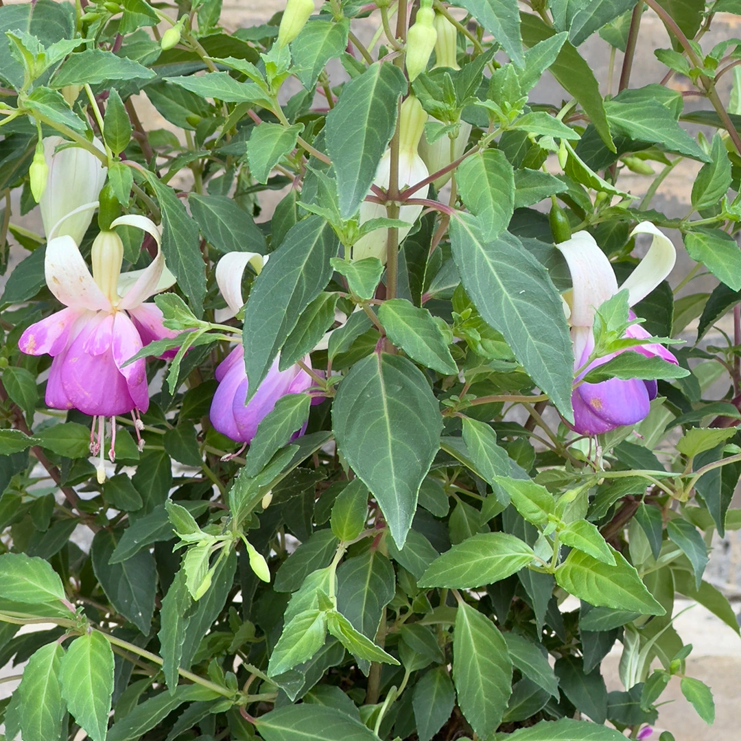 Fuchsia Hardy 'Delta Sarah' (Pot Size 3L) Hardy Fuchsia - The Boma ...