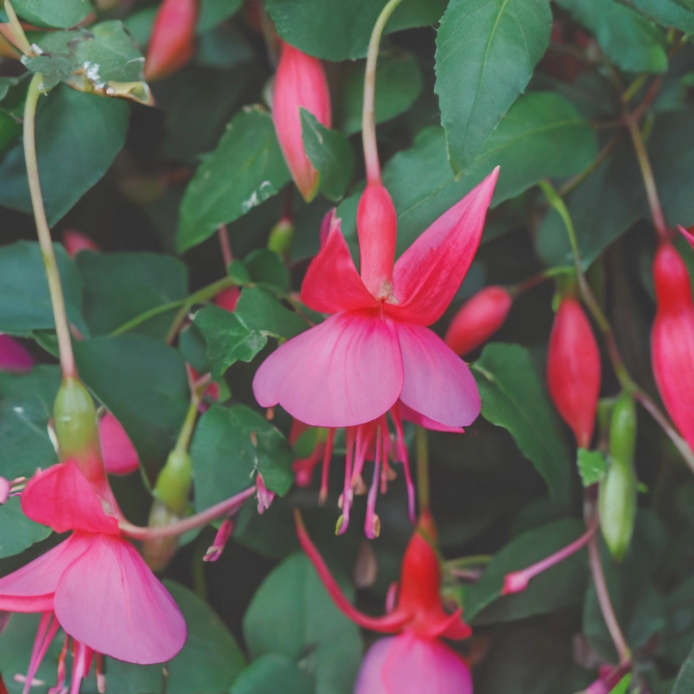 Fuchsia 'Hardy Display' (Pot Size 3L) Hardy Fuchsia - The Boma Garden ...