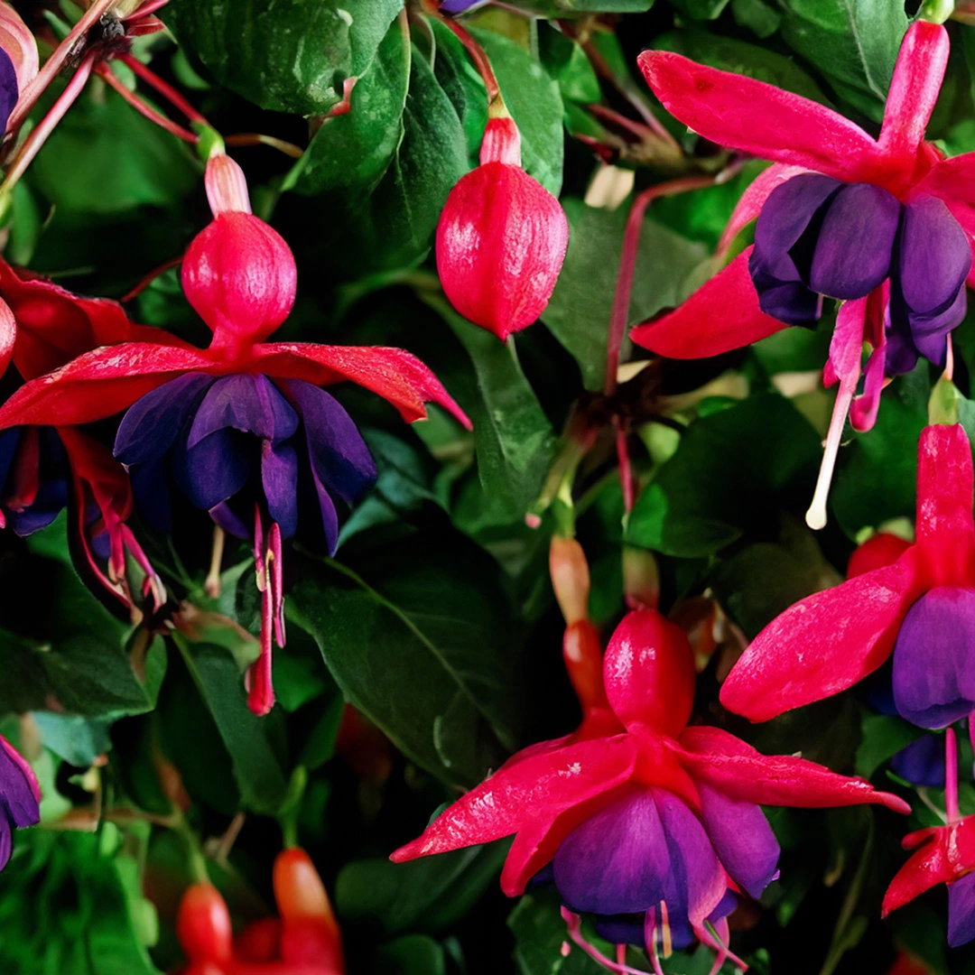 Fuchsia 'Hardy Dollar Princess' (Pot Size 3L) Hardy Fuchsia - The Boma ...
