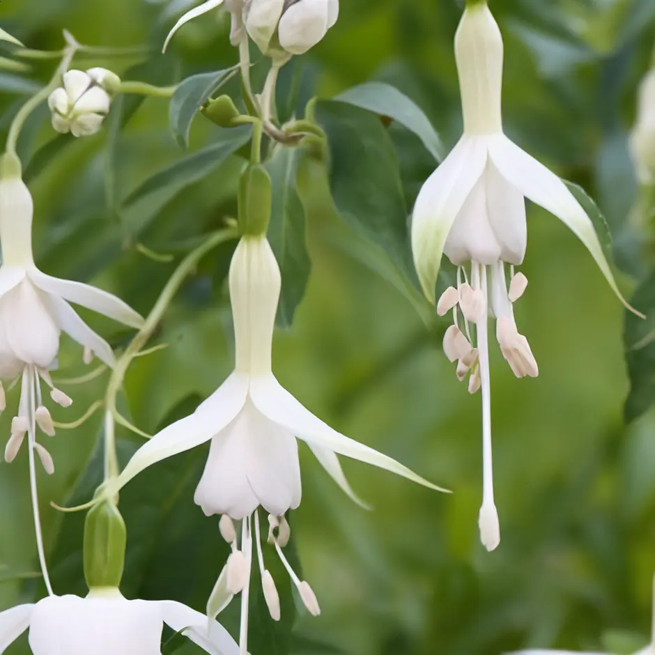 Fuchsia Hardy Hawkshead (Pot Size 2L) - The Boma Garden Centre