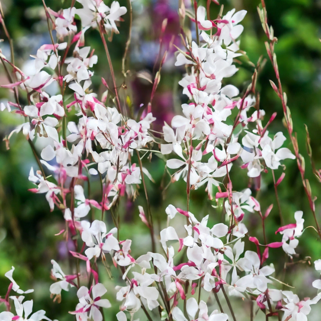 Gaura lindheimeri 'Whirling Butterflies' (Pot Size 17cm) Whirling ...