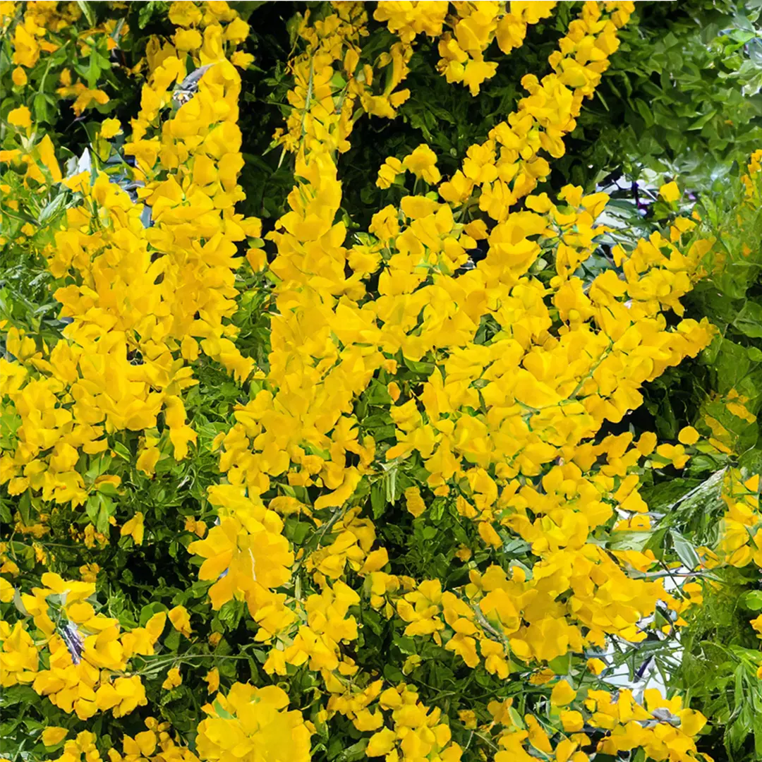Genista Maderensis (Pot Size 5L) - The Boma Garden Centre