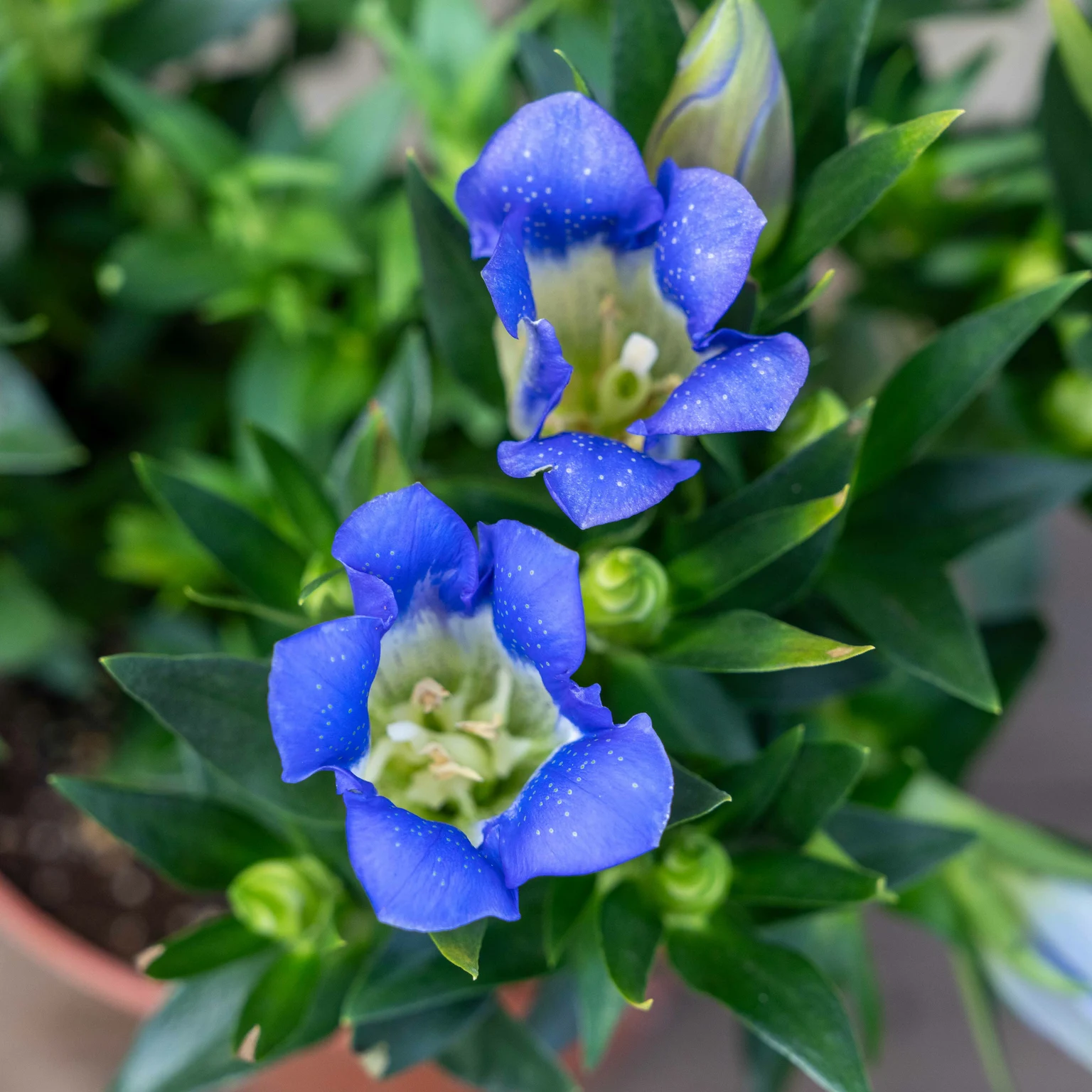Gentiana Diamond Blue Heart (Pot Size 12cm) - The Boma Garden Centre