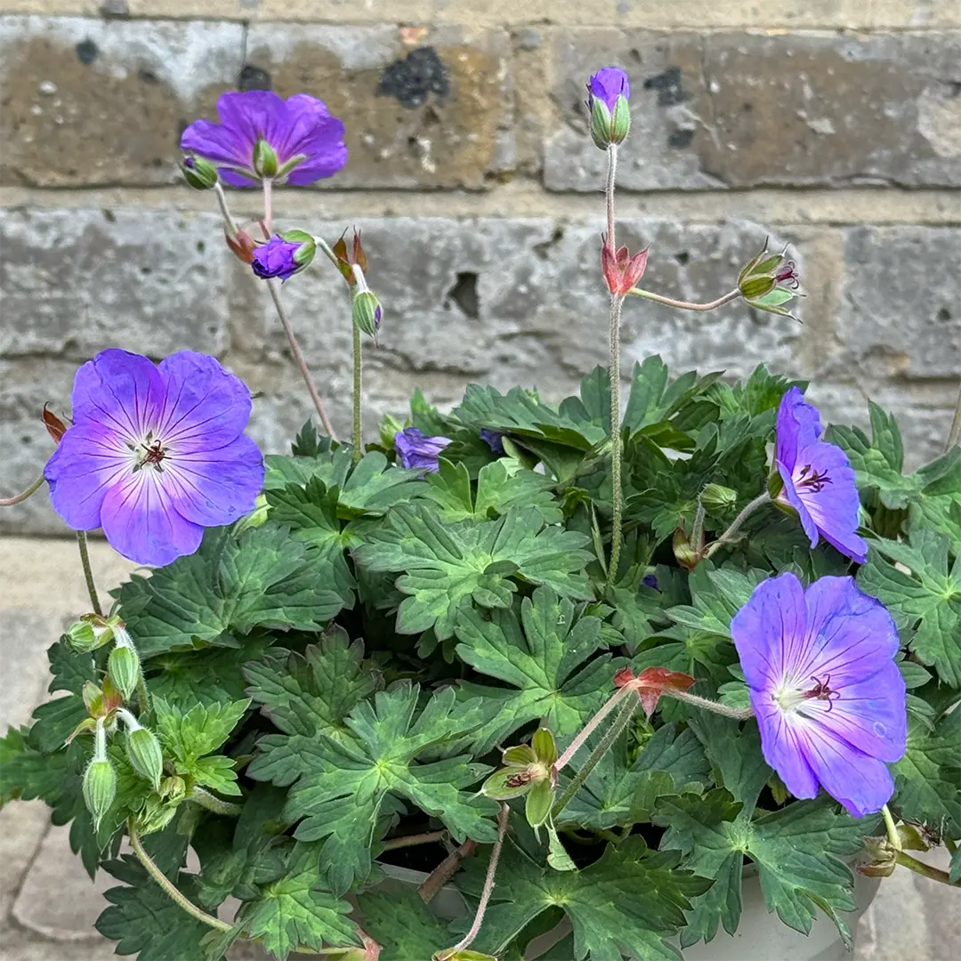 Geranium 'Azure Rush' (Pot Size 3L) Cranesbill Geranium - The Boma ...