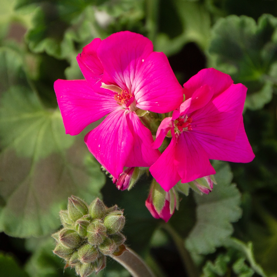 Geranium Dark Pink (Pot Size 10.5cm) - The Boma Garden Centre