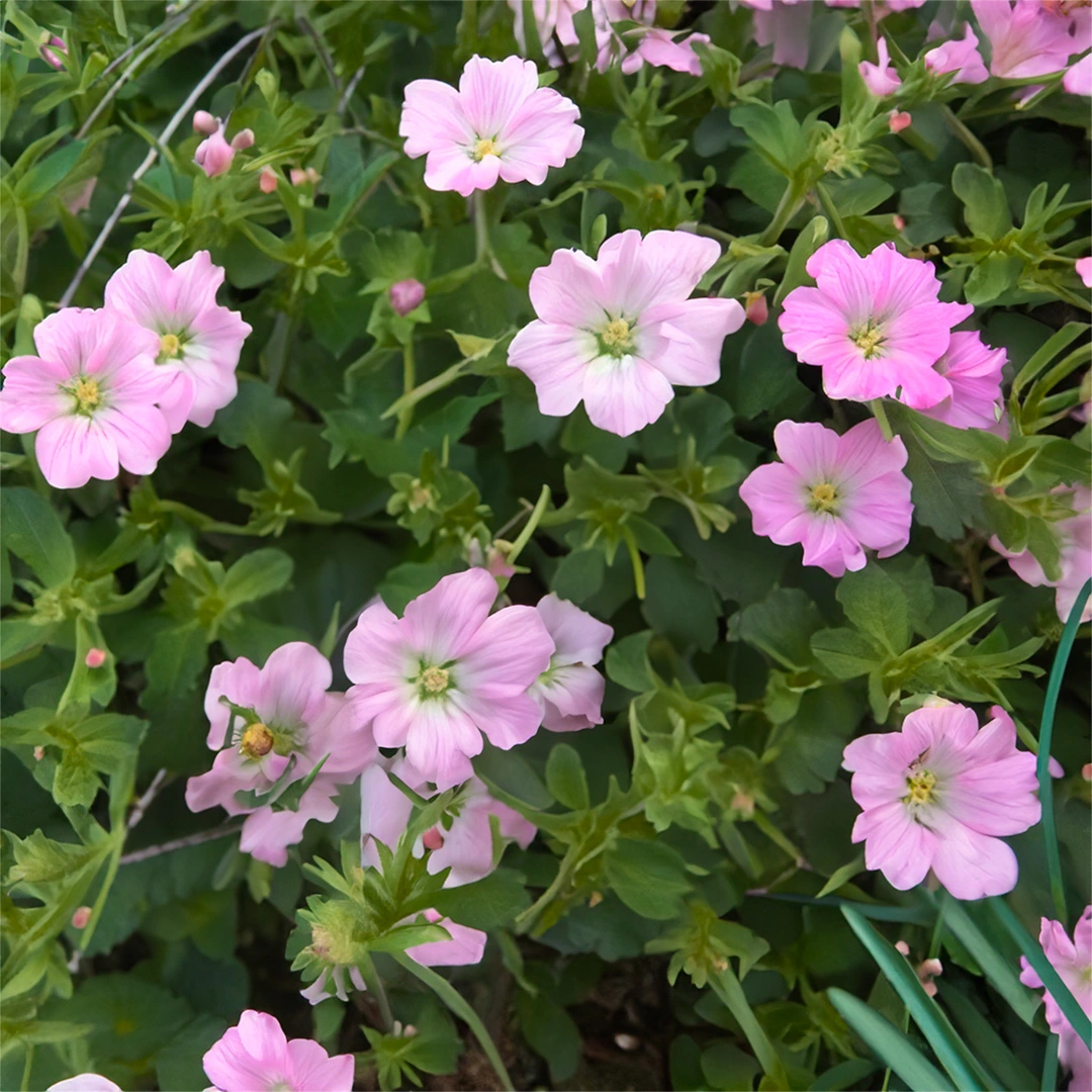 Geranium 'Dreamland' (Pot Size 3L) Bremdream - The Boma Garden Centre