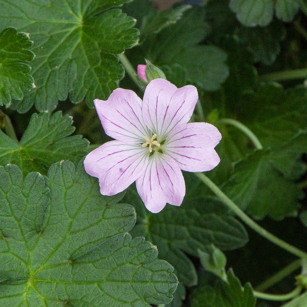 Geranium 'Dreamland' (Pot Size 2L) Bremdream - The Boma Garden Centre