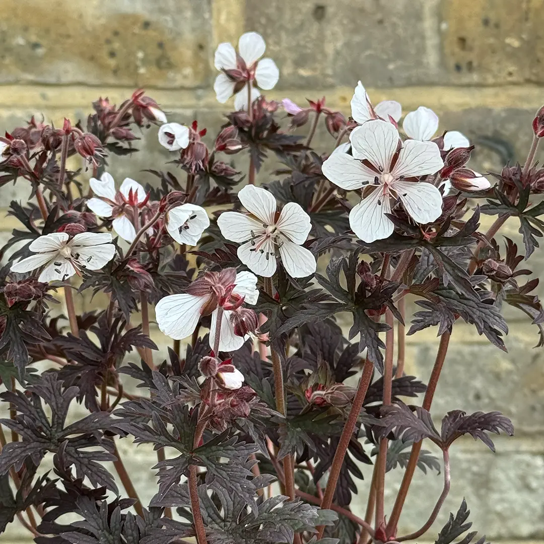 Geranium 'Purple Ghost' (Pot Size 3L) Cranesbill Geranium - The Boma ...